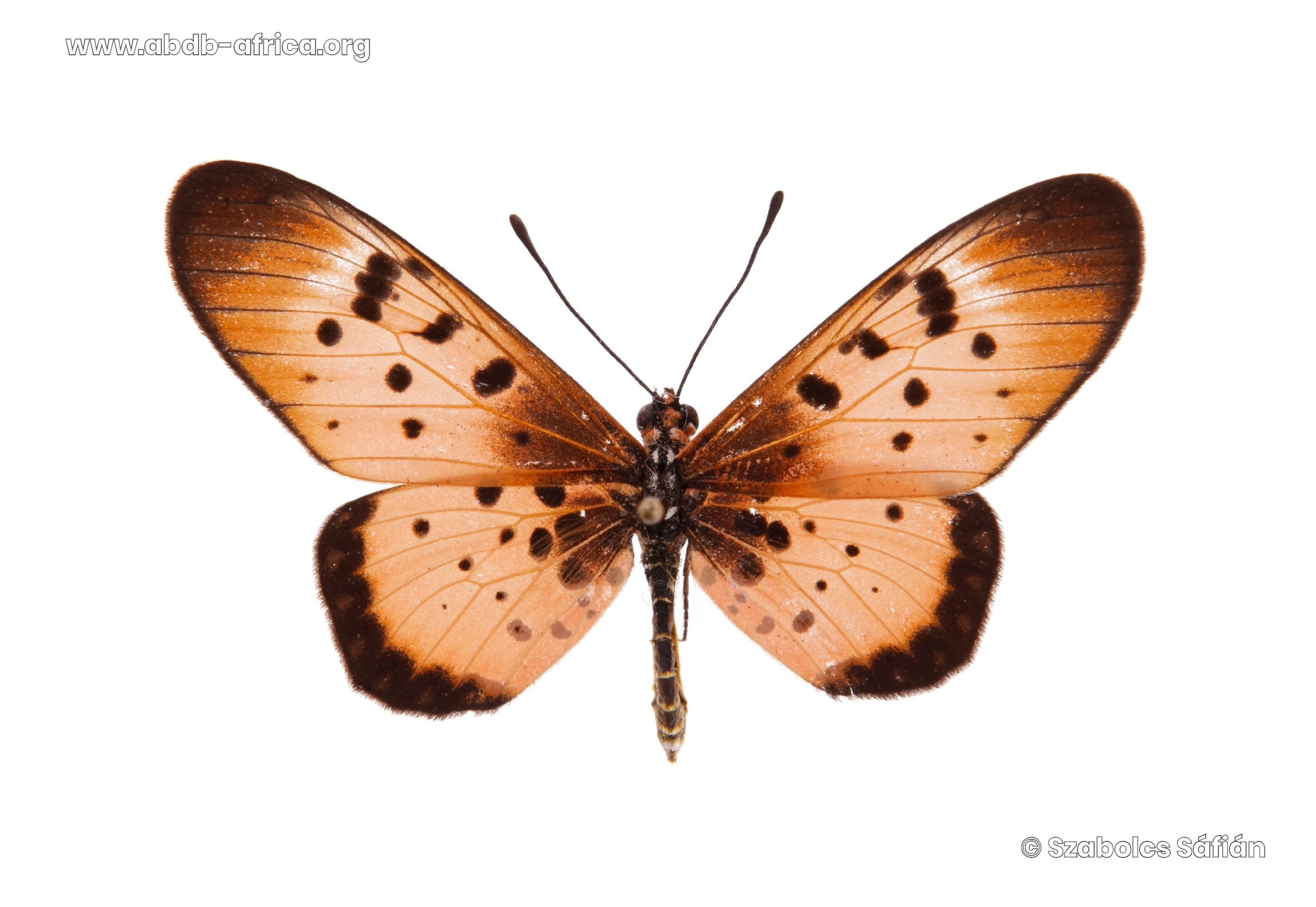 ABDB - African Butterfly Database