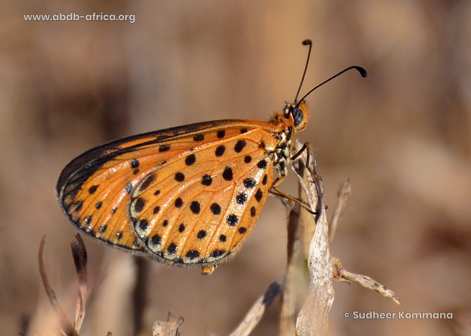 ABDB - African Butterfly Database