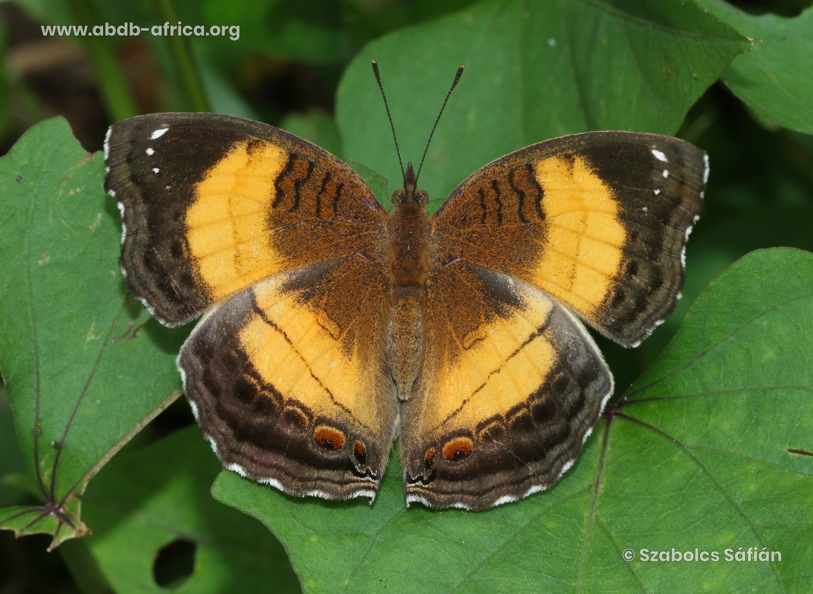 ABDB - African Butterfly Database