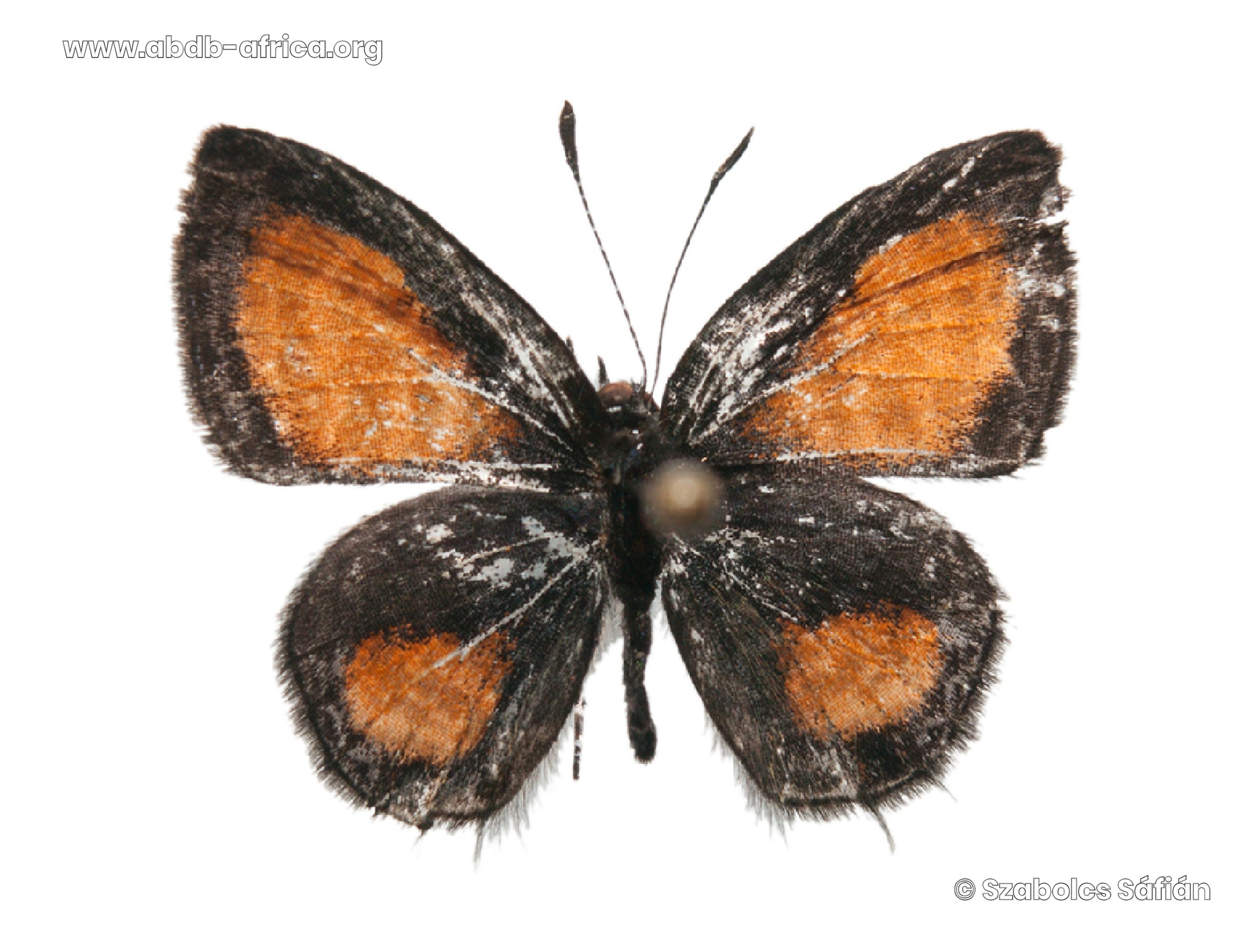 ABDB - African Butterfly Database